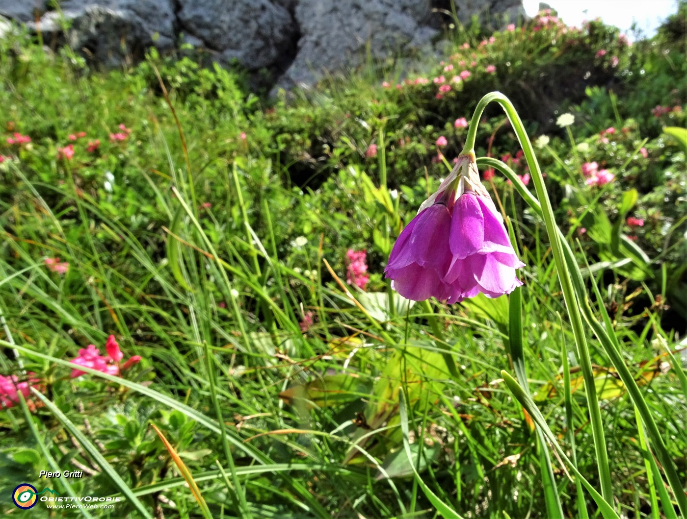 Cima Alben (2020 m) in periplo dal Passo della crocetta il 26 luglio ...