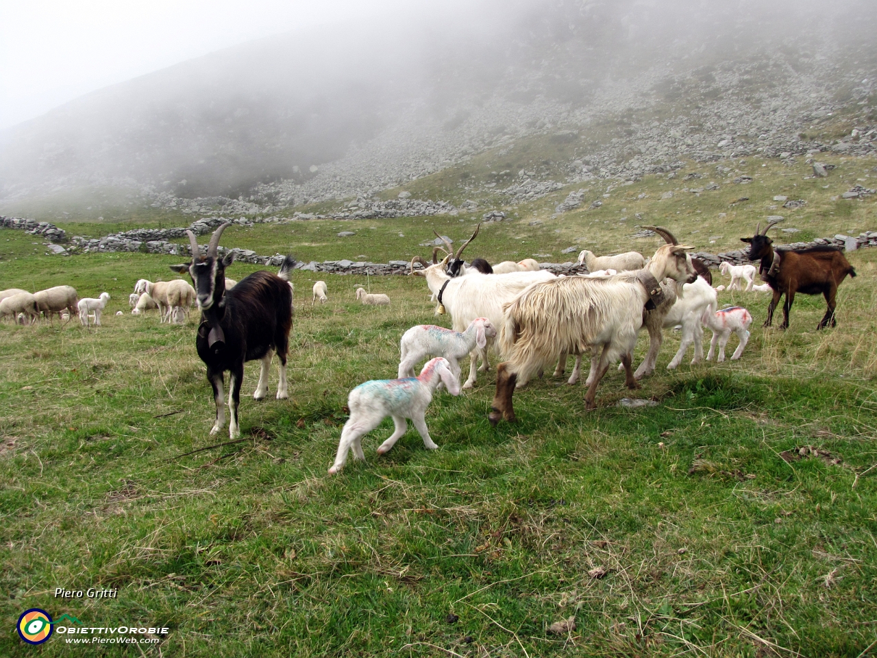 CIMA CADELLE (2483 m.) il 27 settembre 2009/69 capre orobiche...