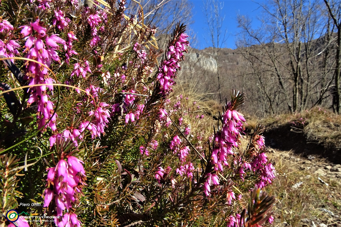 CORNA CAMOSCERA (COREN),1329 m, da Cavaglia di Val Brembilla il 14 ...
