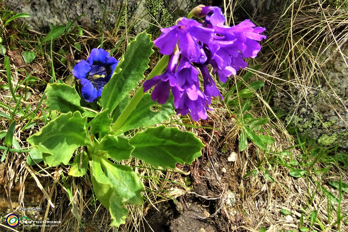 Corno Stella (2620 m) con tanti fiori, solo, in compagnia degli ...