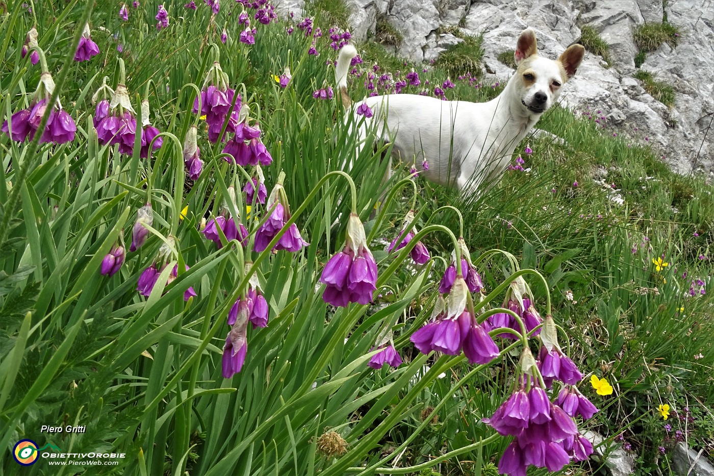 Sentiero dei fiori ‘Claudio Brissoni’ ad anello da Capanna 2000 il 5 ...