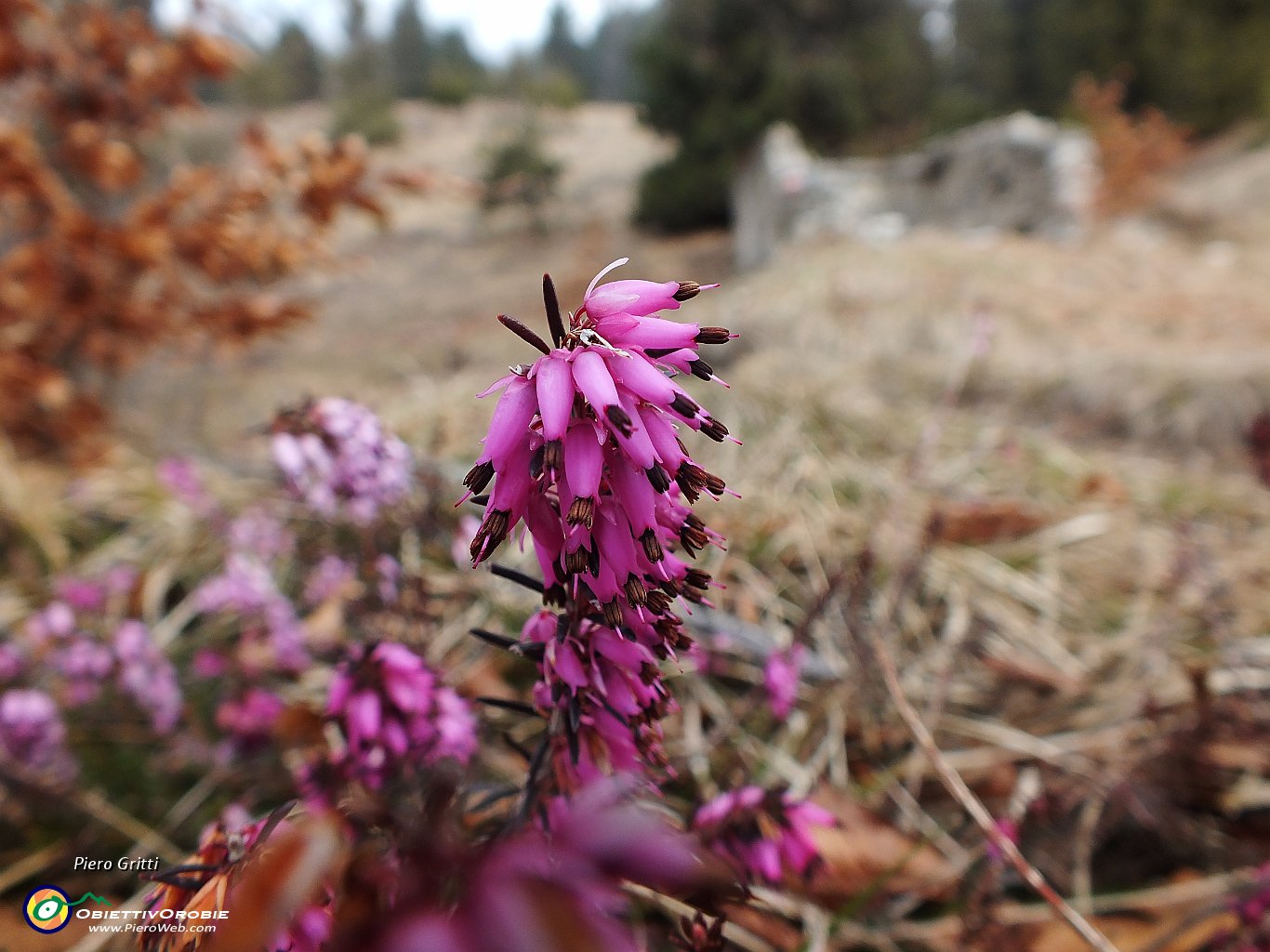 Salita al MONTE COLOMBINA (1459 m.) da Bossico il 3 aprile 2013/25 ...