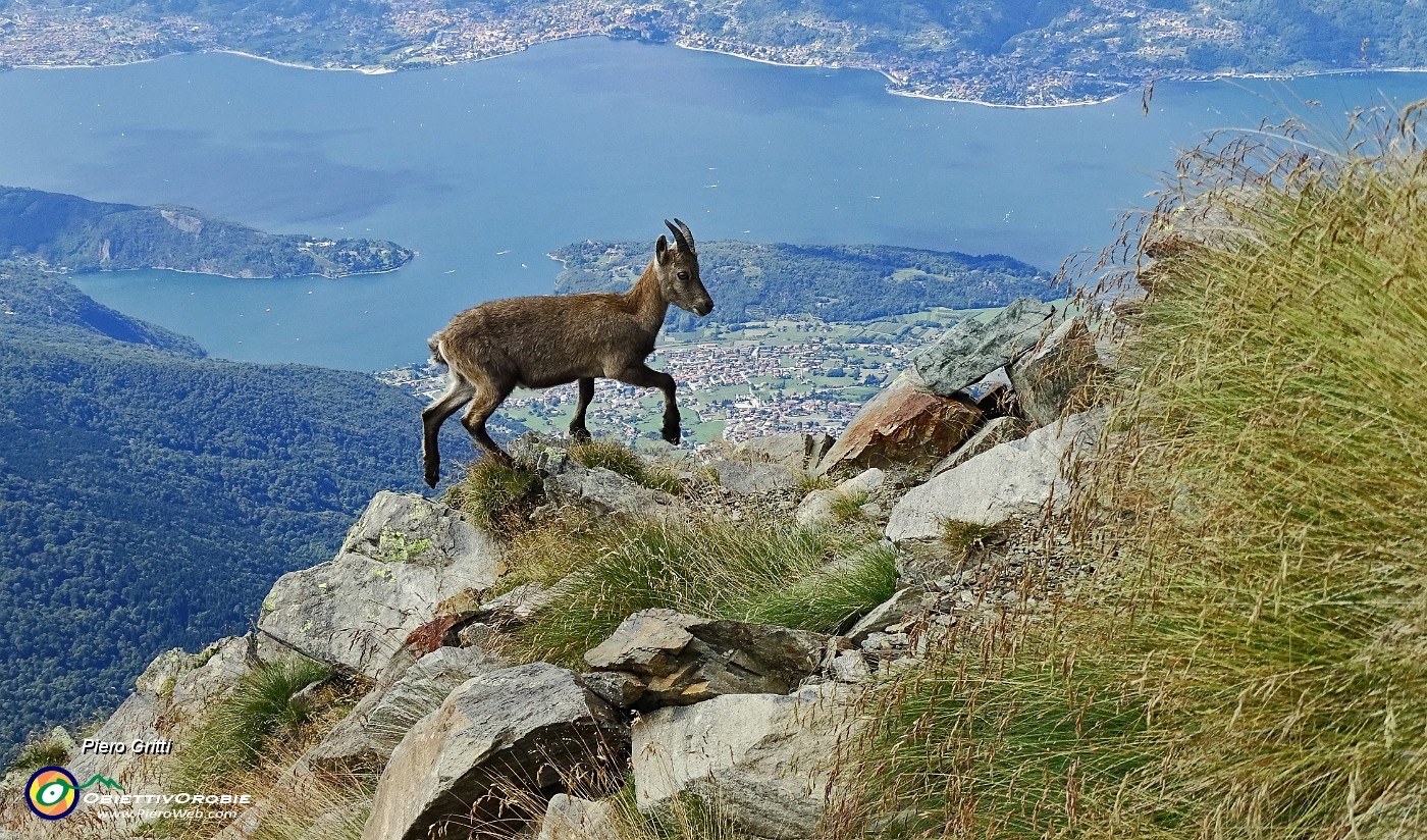 Monte Legnone (2610 m), l’alta sentinella orobica del Lago di Como, da ...