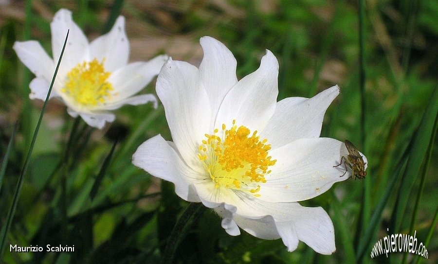 CANALINO DEI SASSI - CANCERVO - VENTUROSA - 20 maggio 2009/11 Anemoni