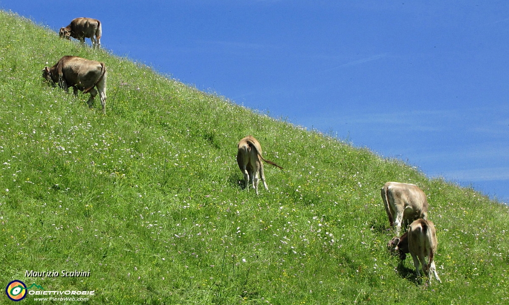 CRESTA NORD DEL RESEGONE - Sentieri 582 e 8/73 Brumano. Grande faggio ...